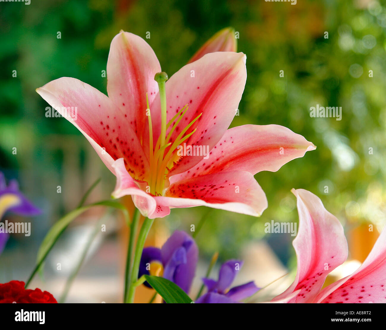 Flower arrangement with pink flowers Stock Photo - Alamy