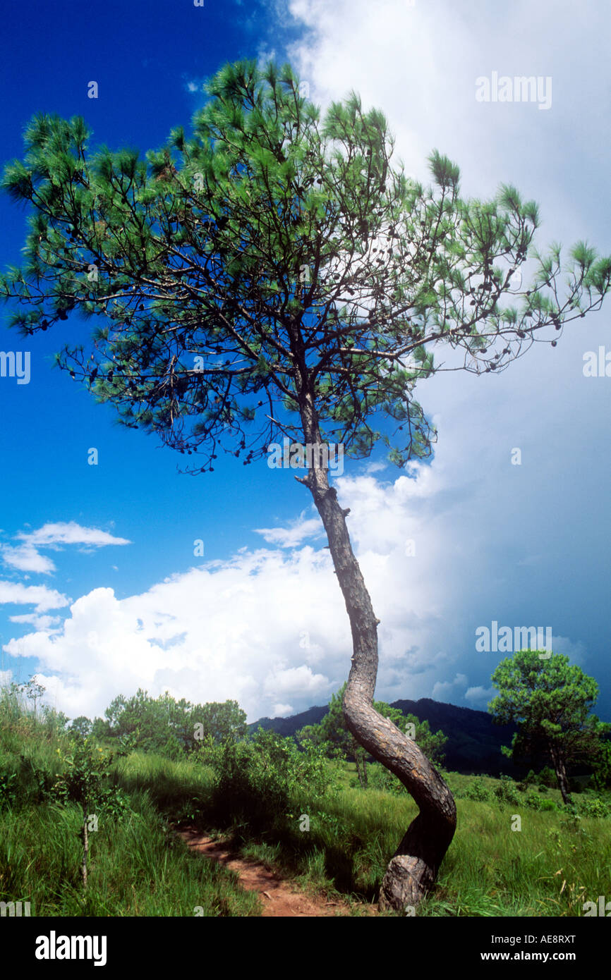Plain of Jars, Xieng Khouang, near Phonsavan, Laos Stock Photo - Alamy