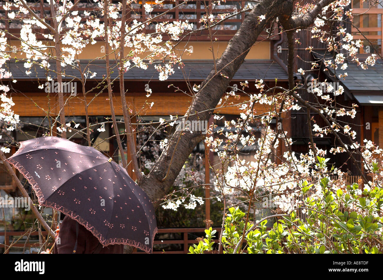 Japanese tourist with parasol enjoying cherry blossom Sakura in Tokyo ...
