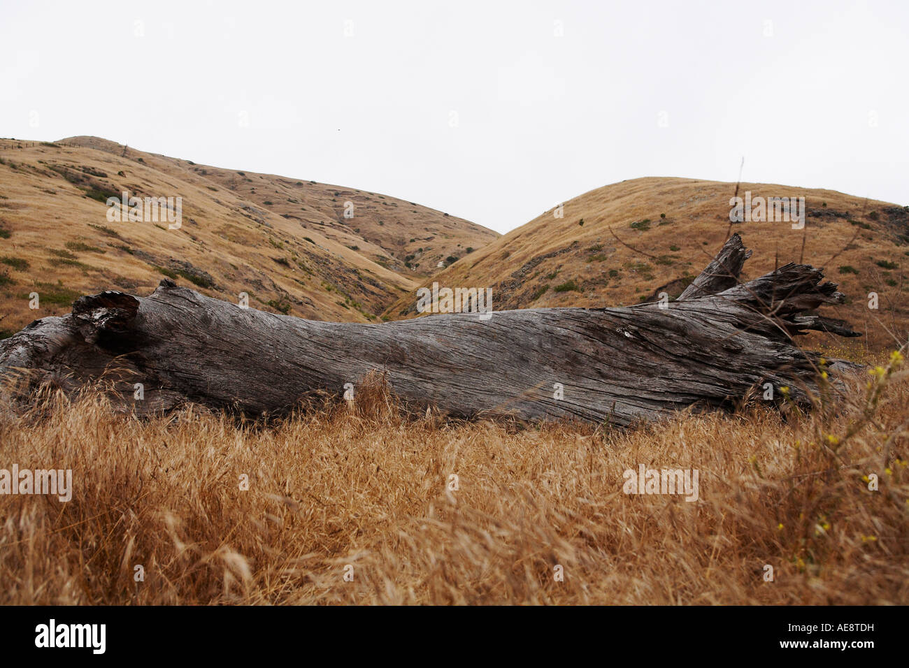Massive Dead Tree on Santa Cruz Island, Channel Islands National Park ...