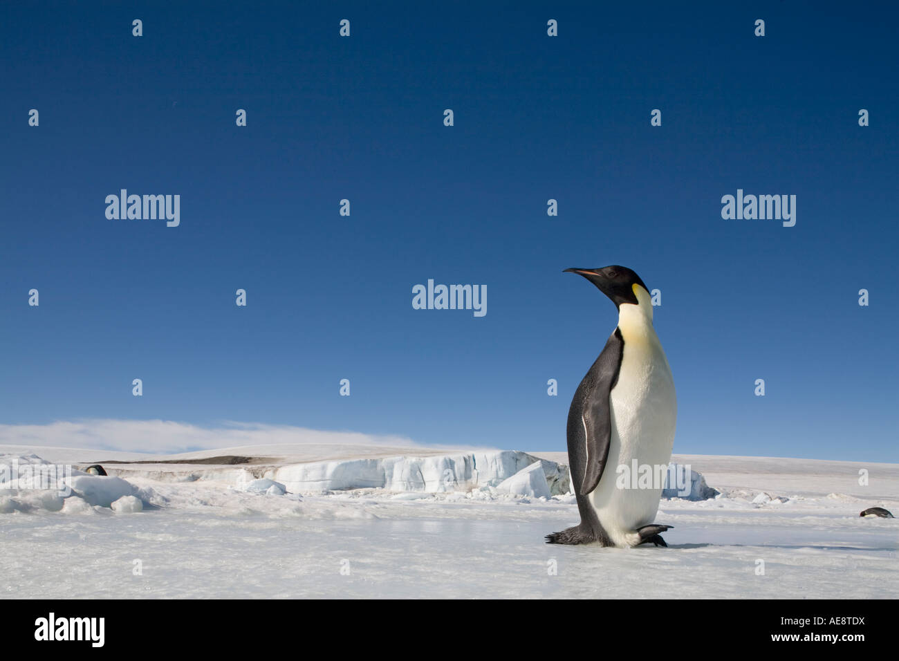 Antarctica Snow Hill Island Emperor Penguins Aptenodytes forsteri on ...