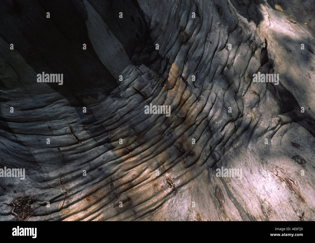 Snowgum Bark Detail, Australia Stock Photo - Alamy