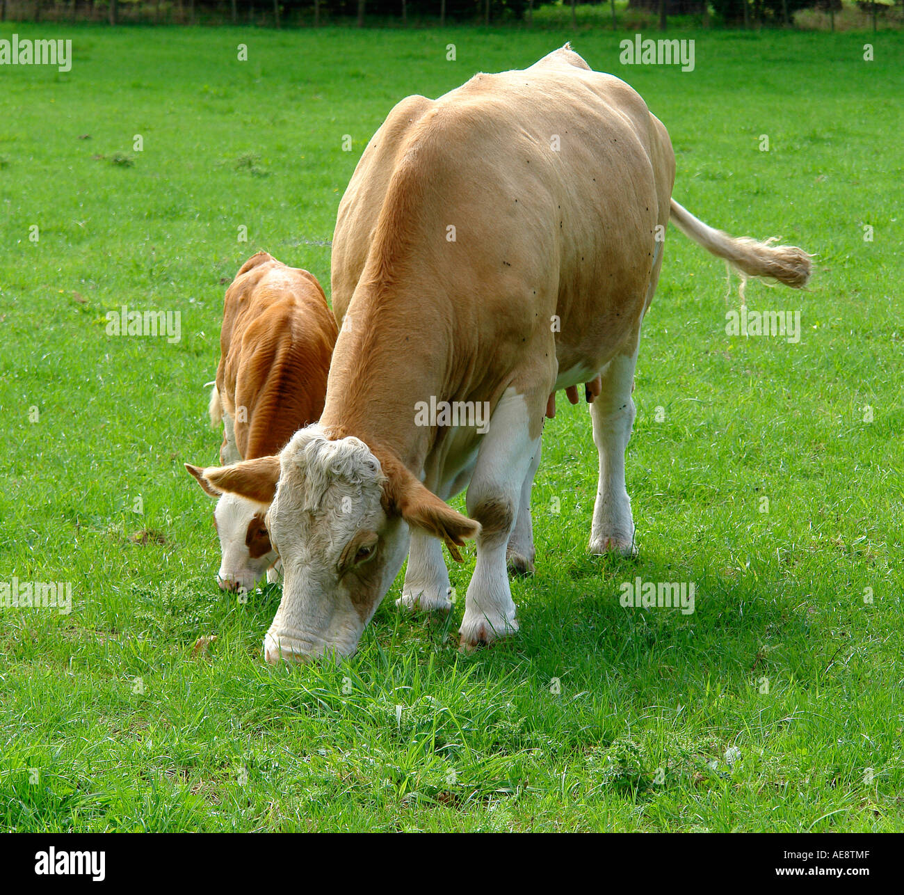 Brown cow and calf on green field farm pasture, North Island New ...