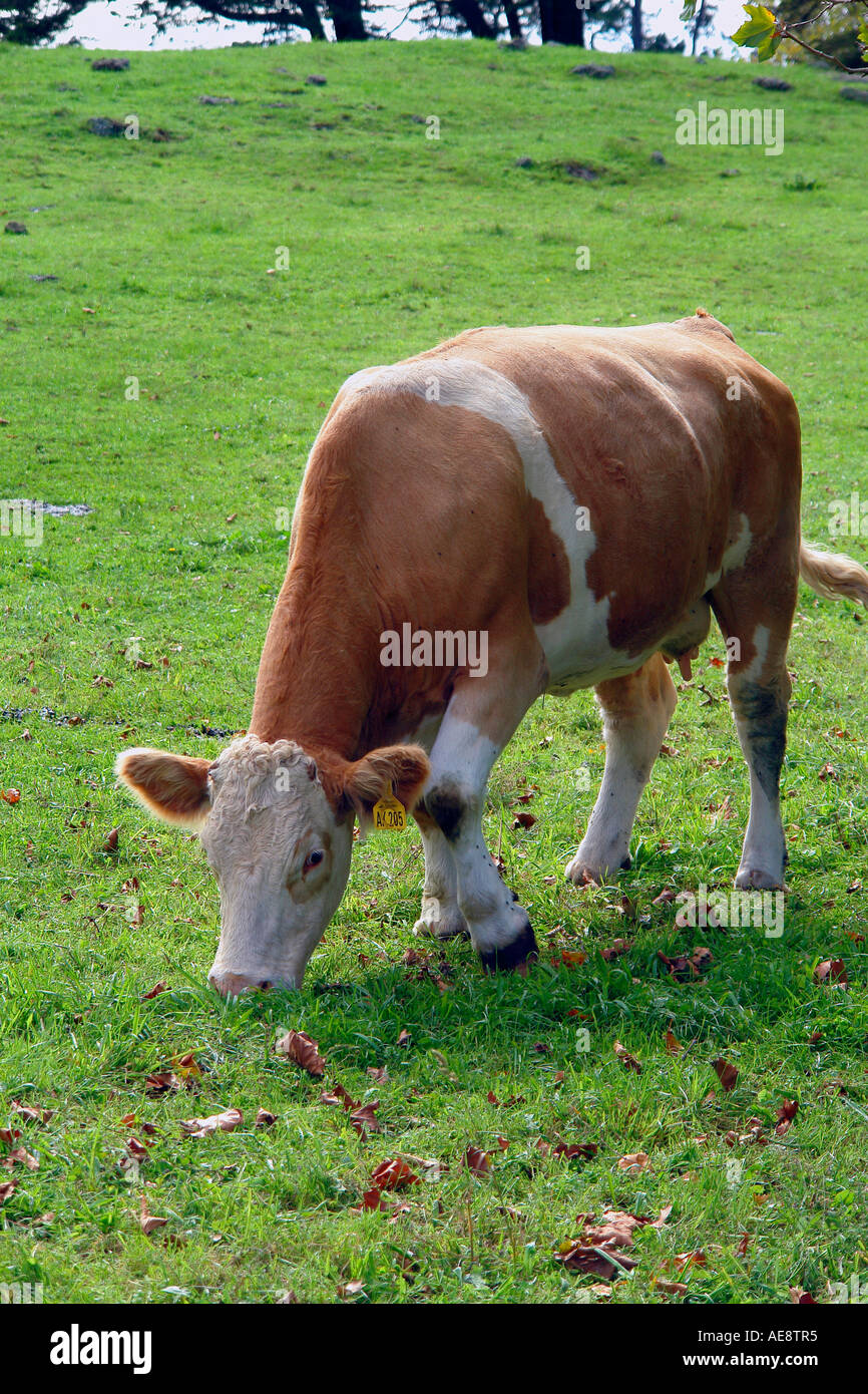 Sheep milking new zealand hi-res stock photography and images - Alamy