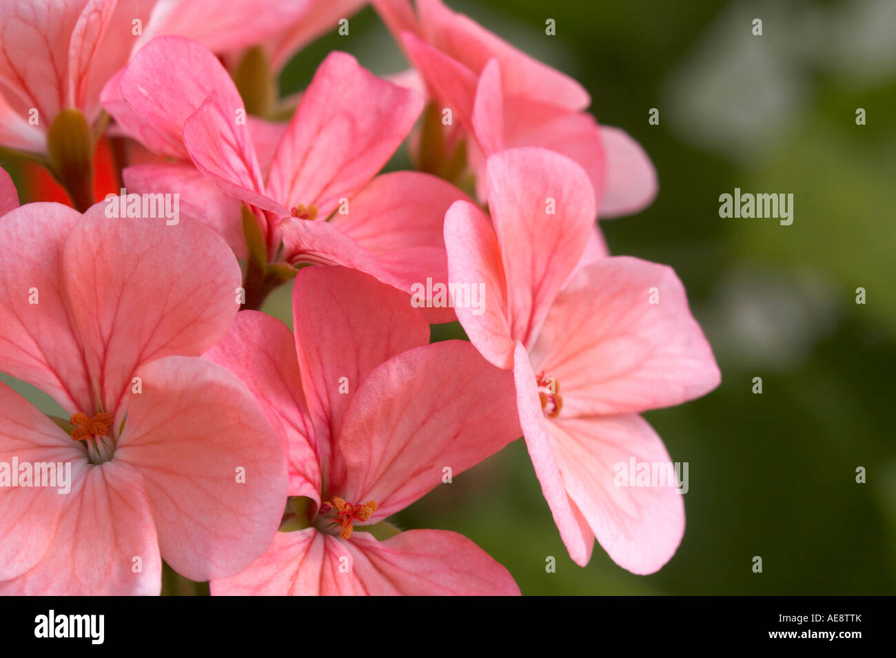 Pink Geranium Flowers Stock Photo - Alamy