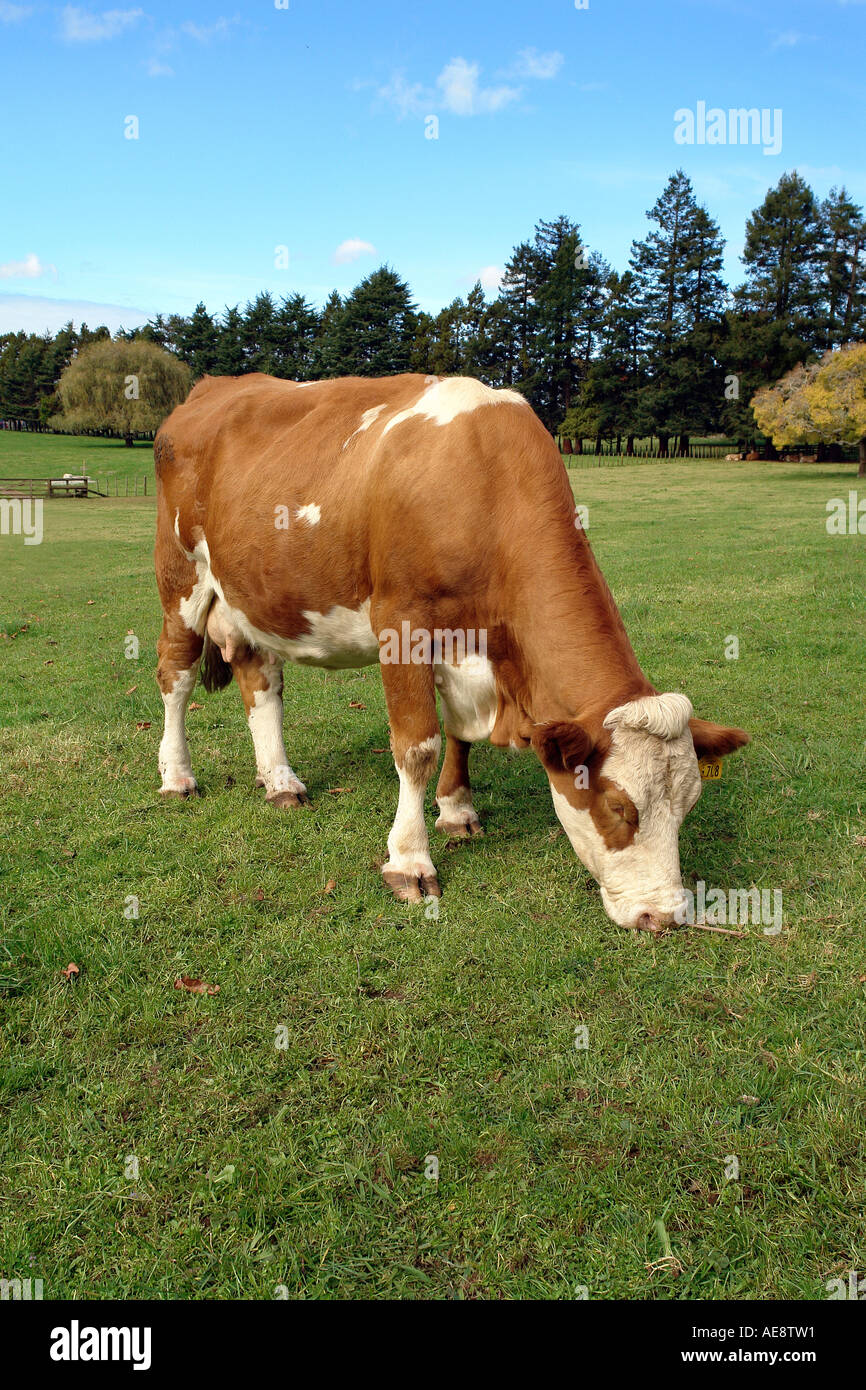 Brown dairy cow on green field farm pasture, North Island New Zealand ...
