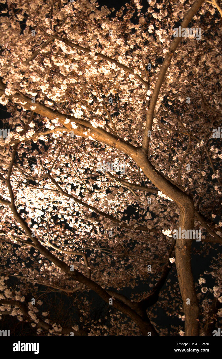 Yozakura High Resolution Stock Photography and Images - Alamy