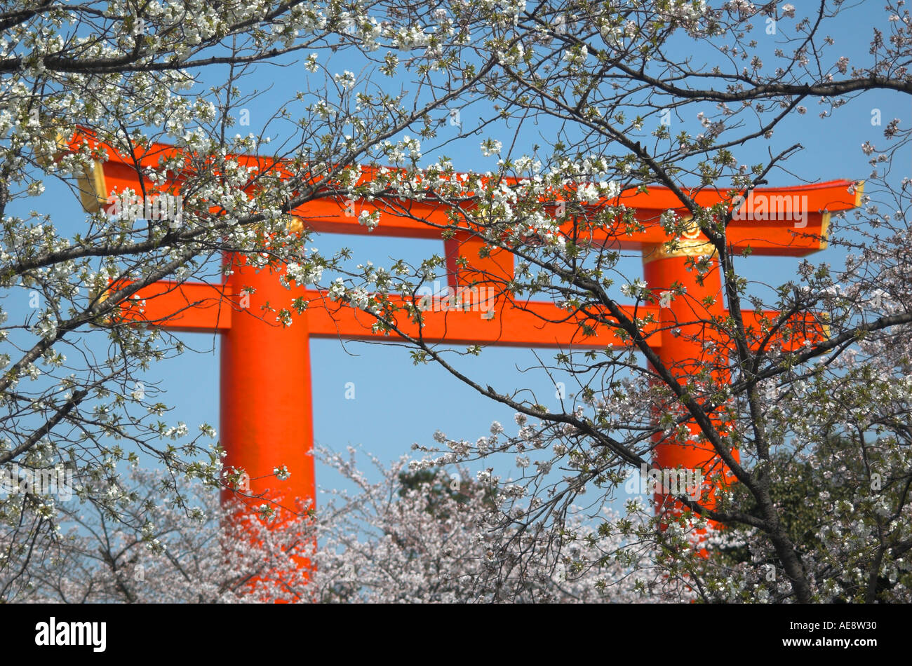 Cherry blossom torii hi-res stock photography and images - Alamy