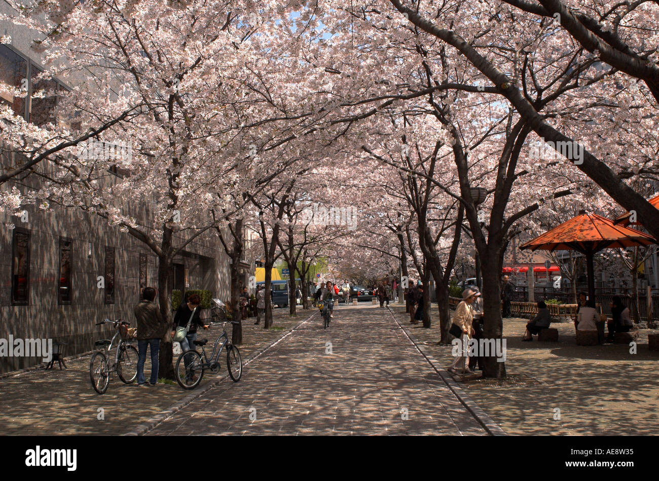 Spring scene in Japan avenue of cherry blossoms Stock Photo - Alamy