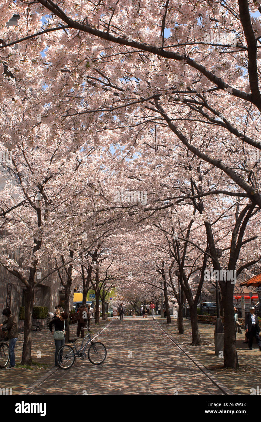 Spring scene in Japan avenue of cherry blossoms Stock Photo - Alamy