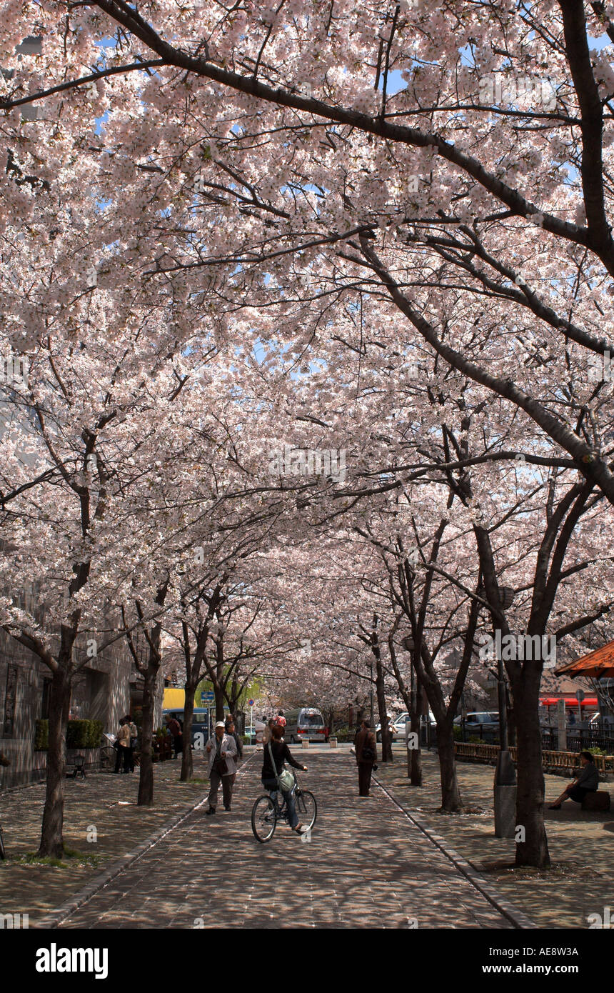 Spring scene in Japan avenue of cherry blossoms Stock Photo - Alamy