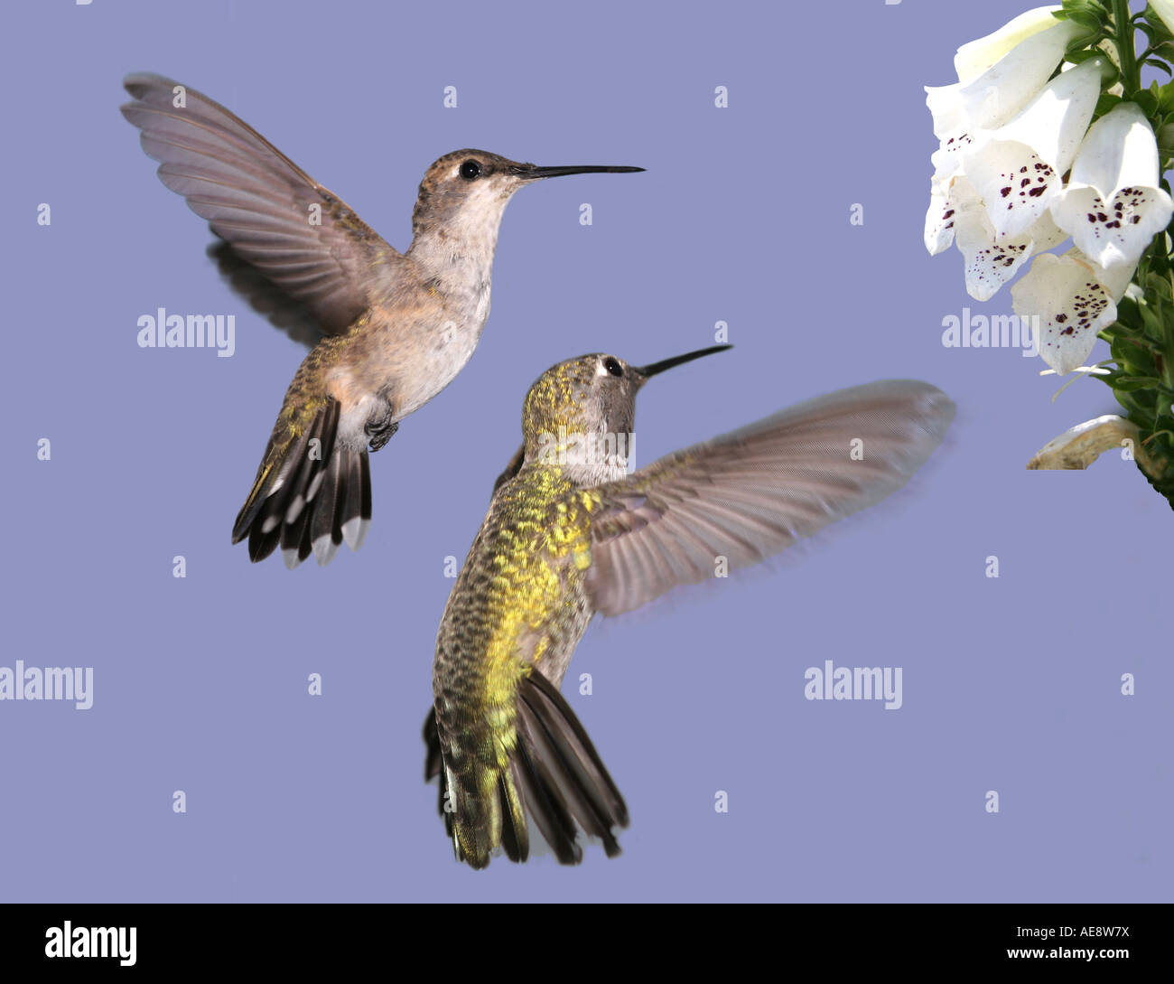 Humming birds black and white hi-res stock photography and images - Alamy