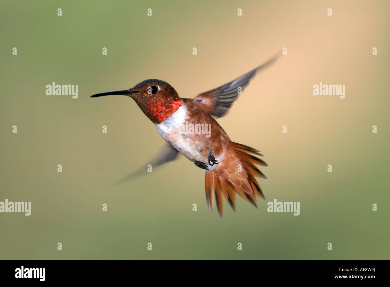Allen's Hummingbird in flight Stock Photo - Alamy