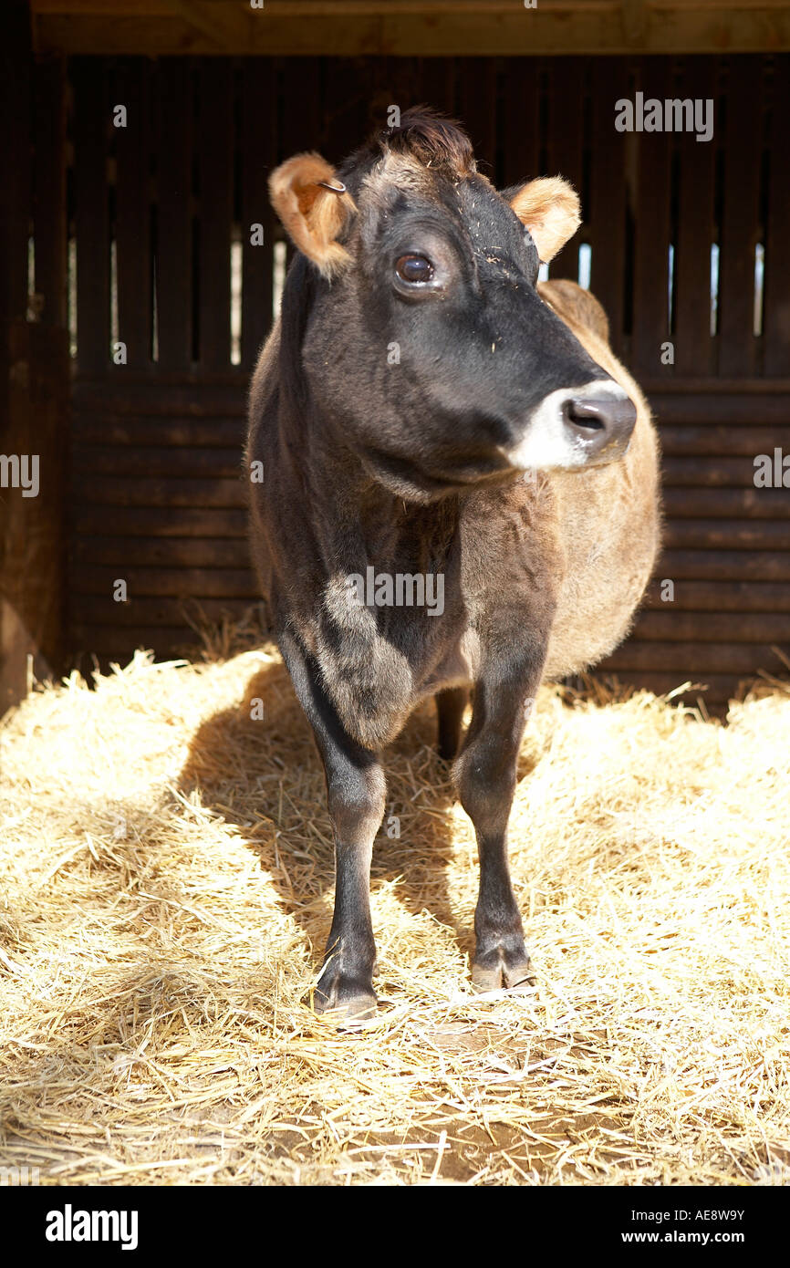 BROWN COW IN A FARM SHED Stock Photo - Alamy