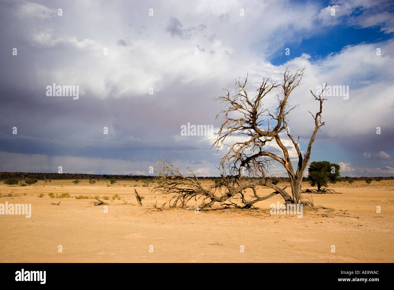 Dead tree kalahari landscape Stock Photo - Alamy