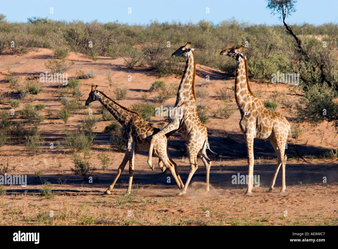 Giraffe mating not seal hi-res stock photography and images - Alamy