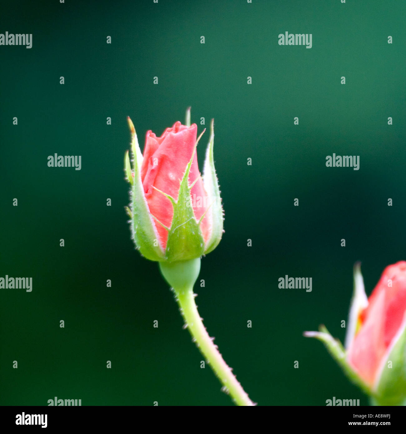 Pink rose bud hi-res stock photography and images - Alamy