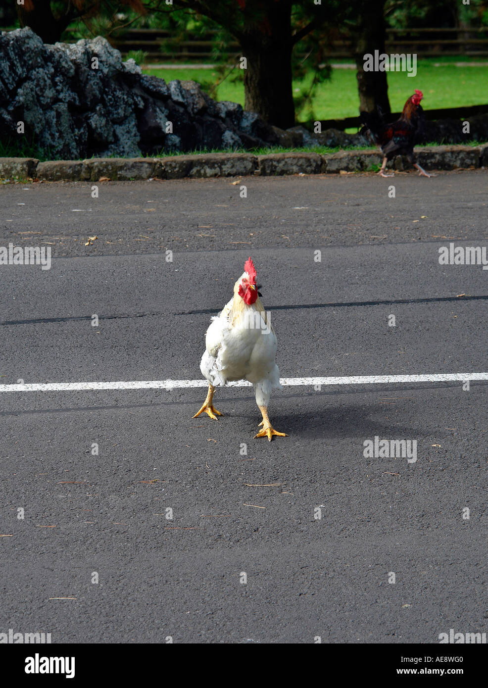 Chicken crossing road Stock Photo - Alamy