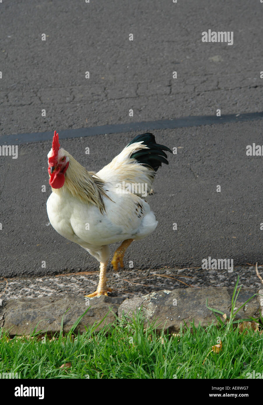 Chicken crossing road Stock Photo - Alamy