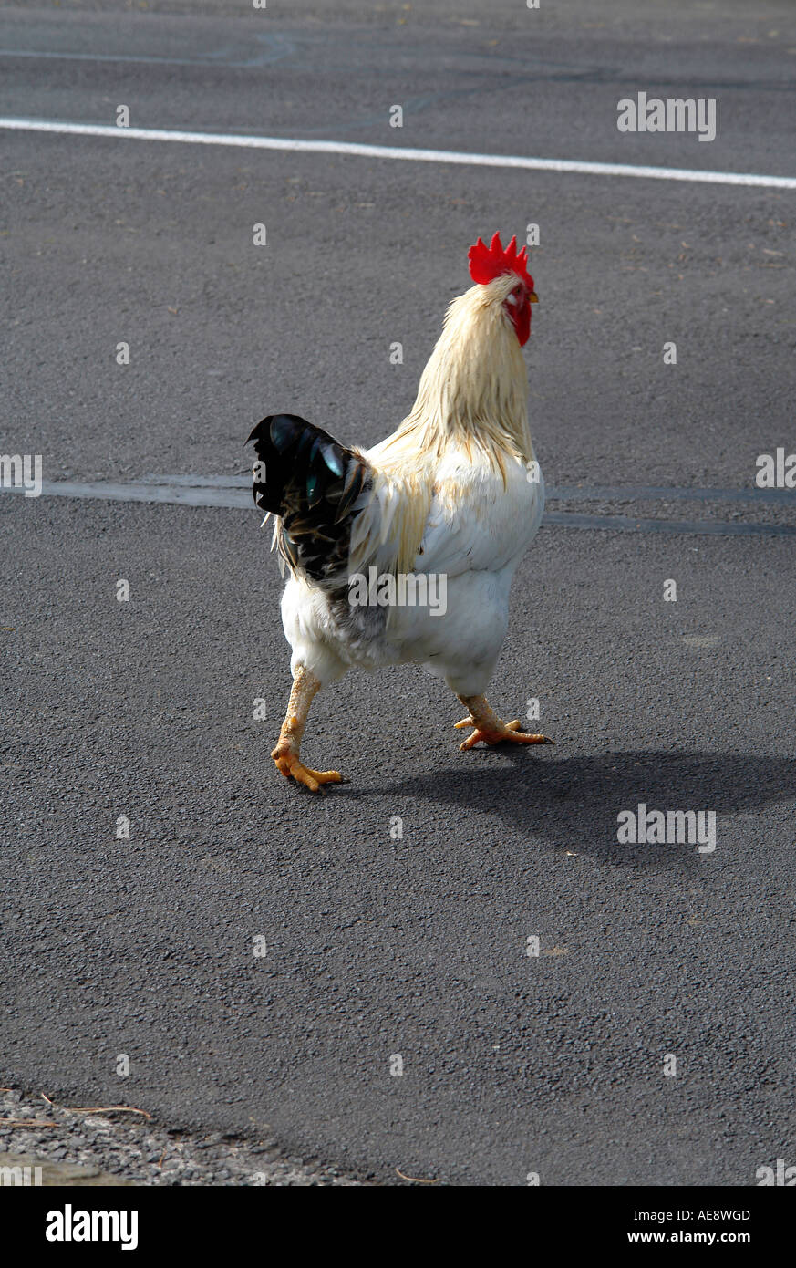 Chicken crossing road Stock Photo - Alamy