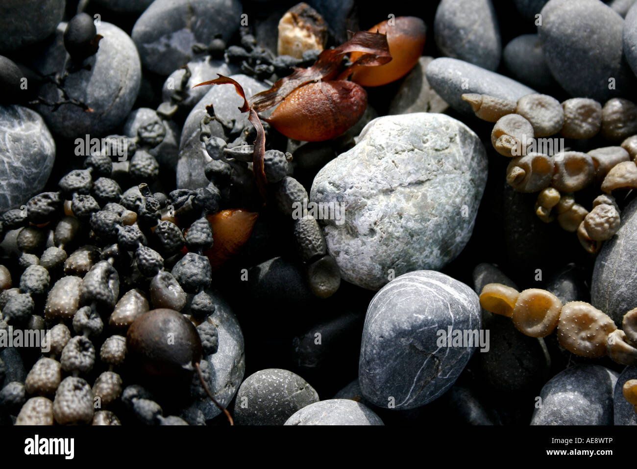 Seaweed and pebbles on the beach in Kaikoura New Zealand Stock Photo ...