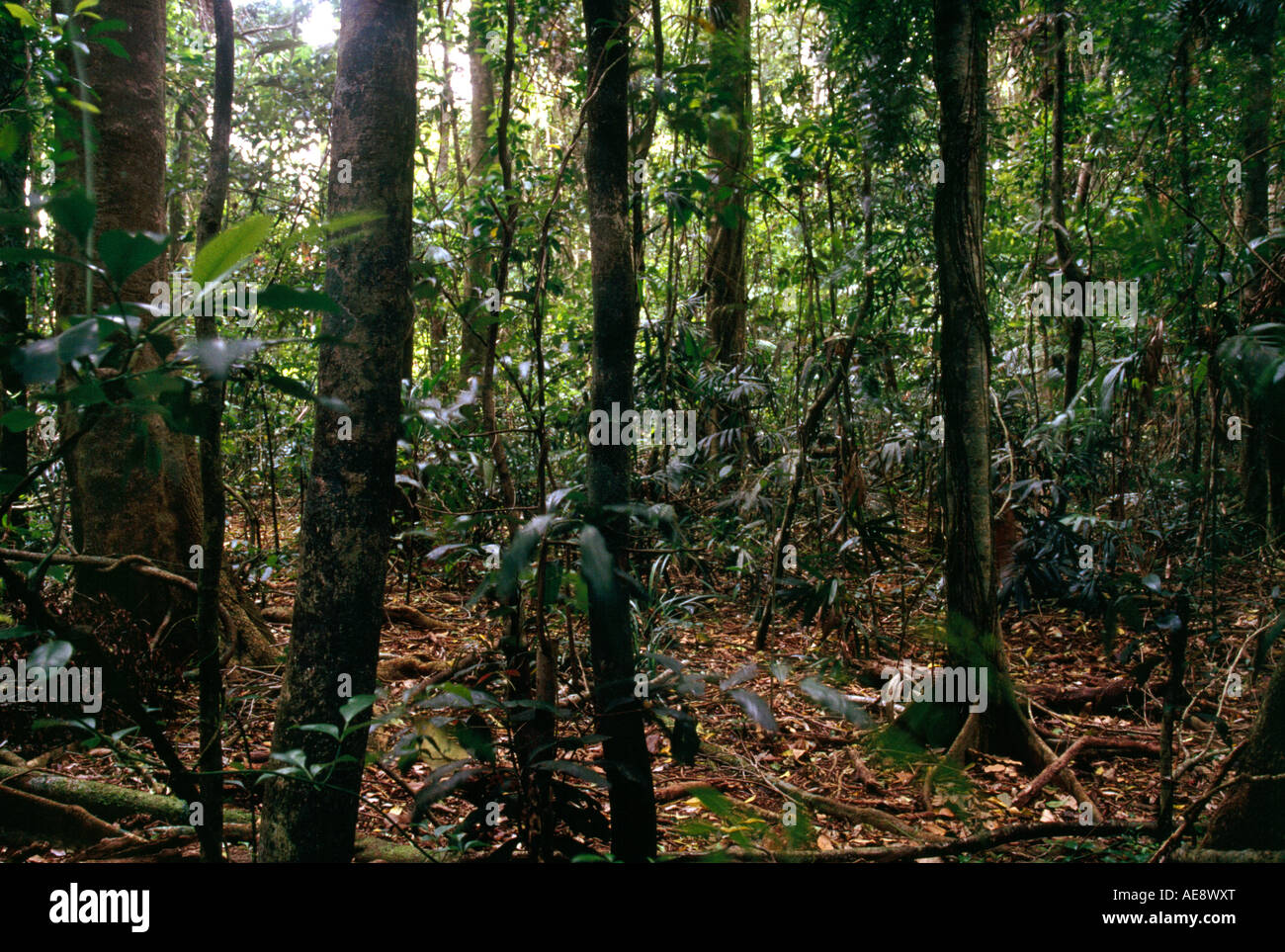 Dry Tropical Rainforest Queensland Australia Stock Photo - Alamy