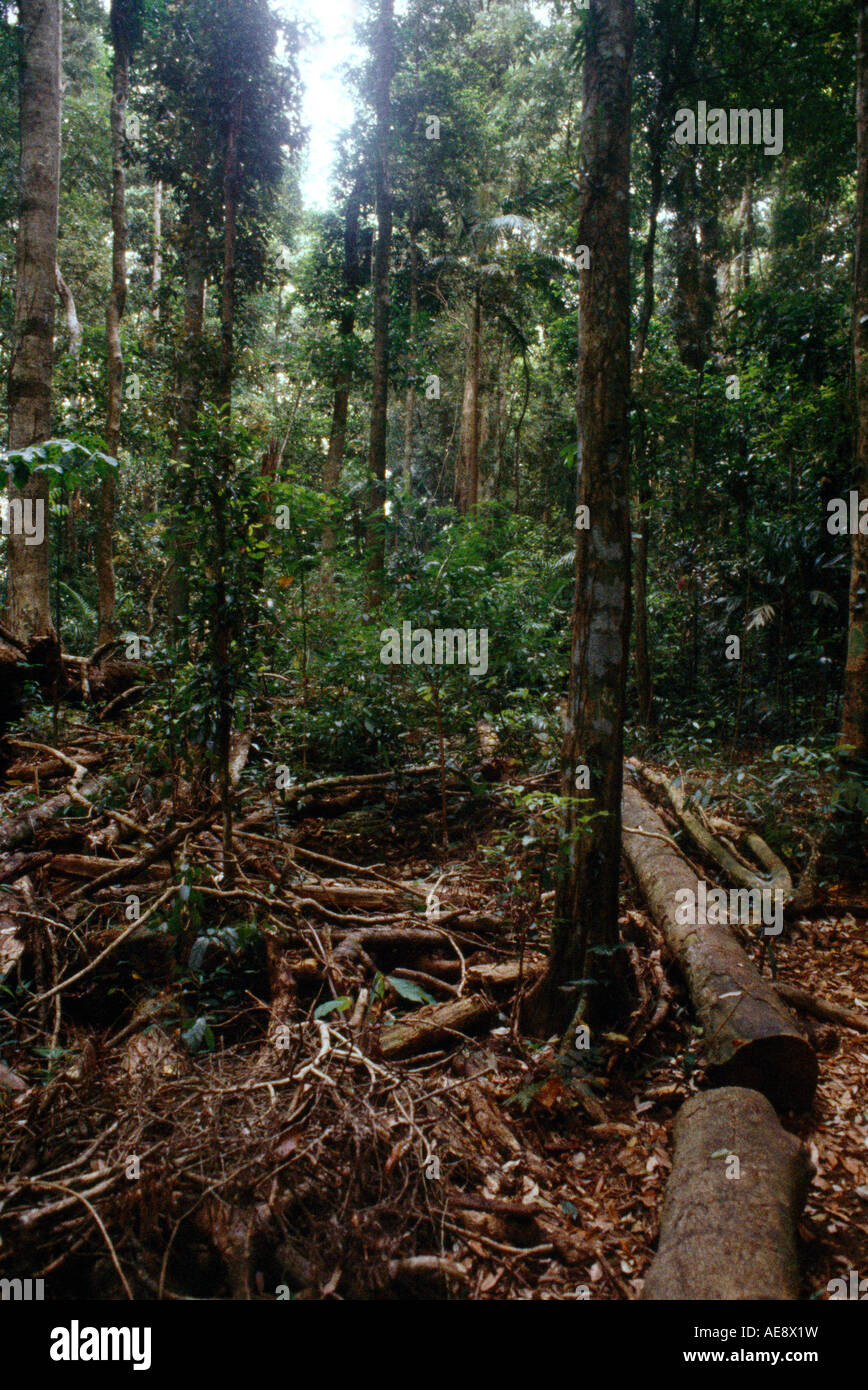 Dry Tropical Rainforest Queensland Australia Stock Photo - Alamy
