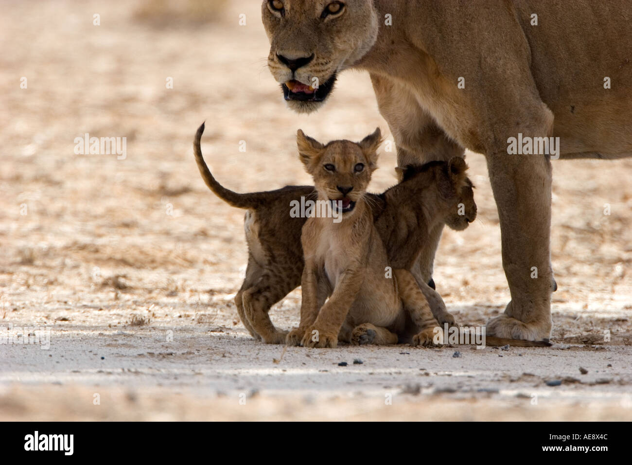 Lioness with cubs Stock Photo - Alamy