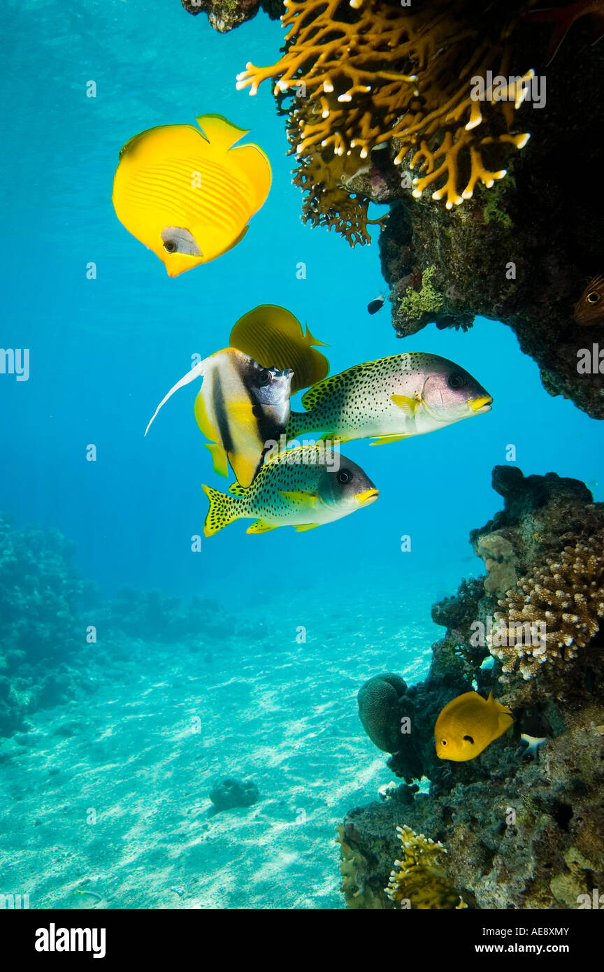 Group of reef fish hiding in shadow Stock Photo - Alamy