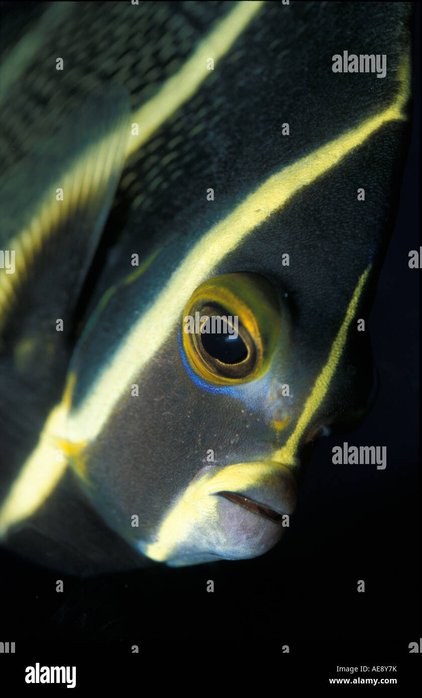 Pomacanthus paru or French Angelfish, Pomacanthidae Stock Photo - Alamy