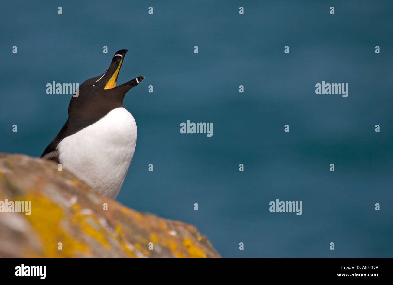 Razorbill beak open Stock Photo - Alamy