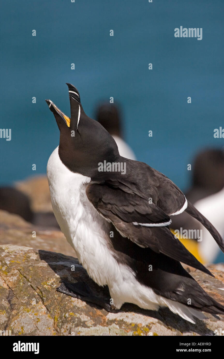 Razorbill with beak open Stock Photo - Alamy