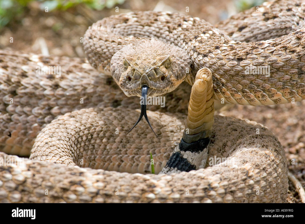 Western Diamondback Rattlesnake Crotalus atrox Elgin Arizona United ...