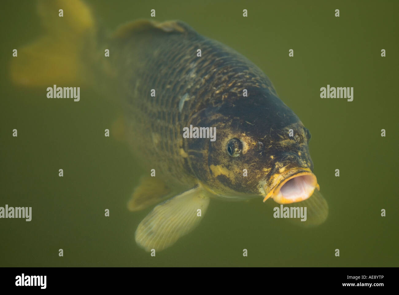 OLD CARP Cyprinus carpio Stock Photo - Alamy