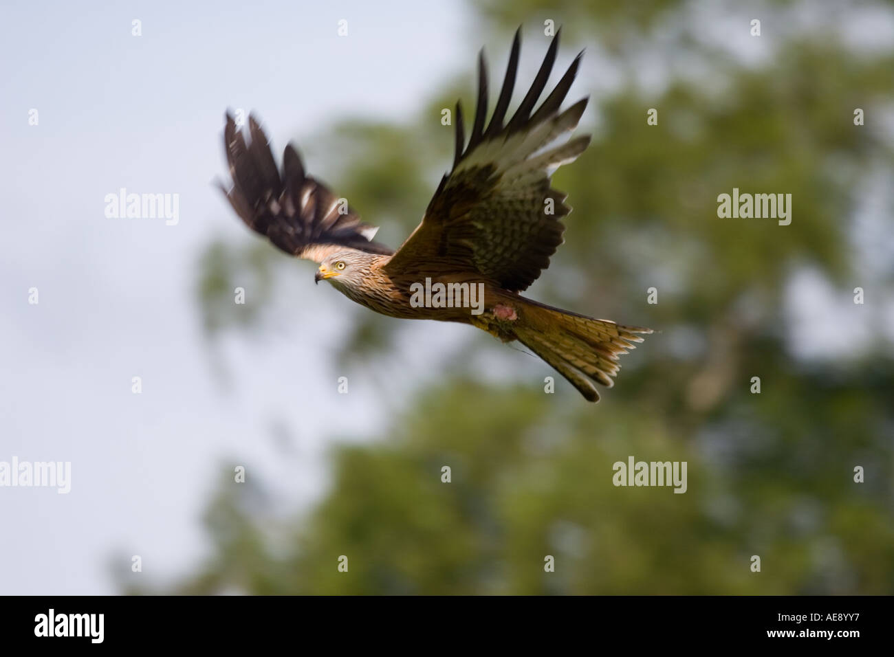 Red kite in flight rspb hi-res stock photography and images - Alamy