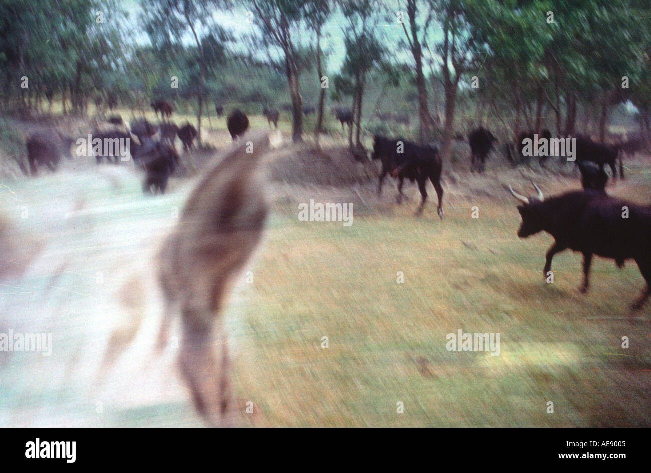 Rounding up the bulls by horseback Stock Photo - Alamy