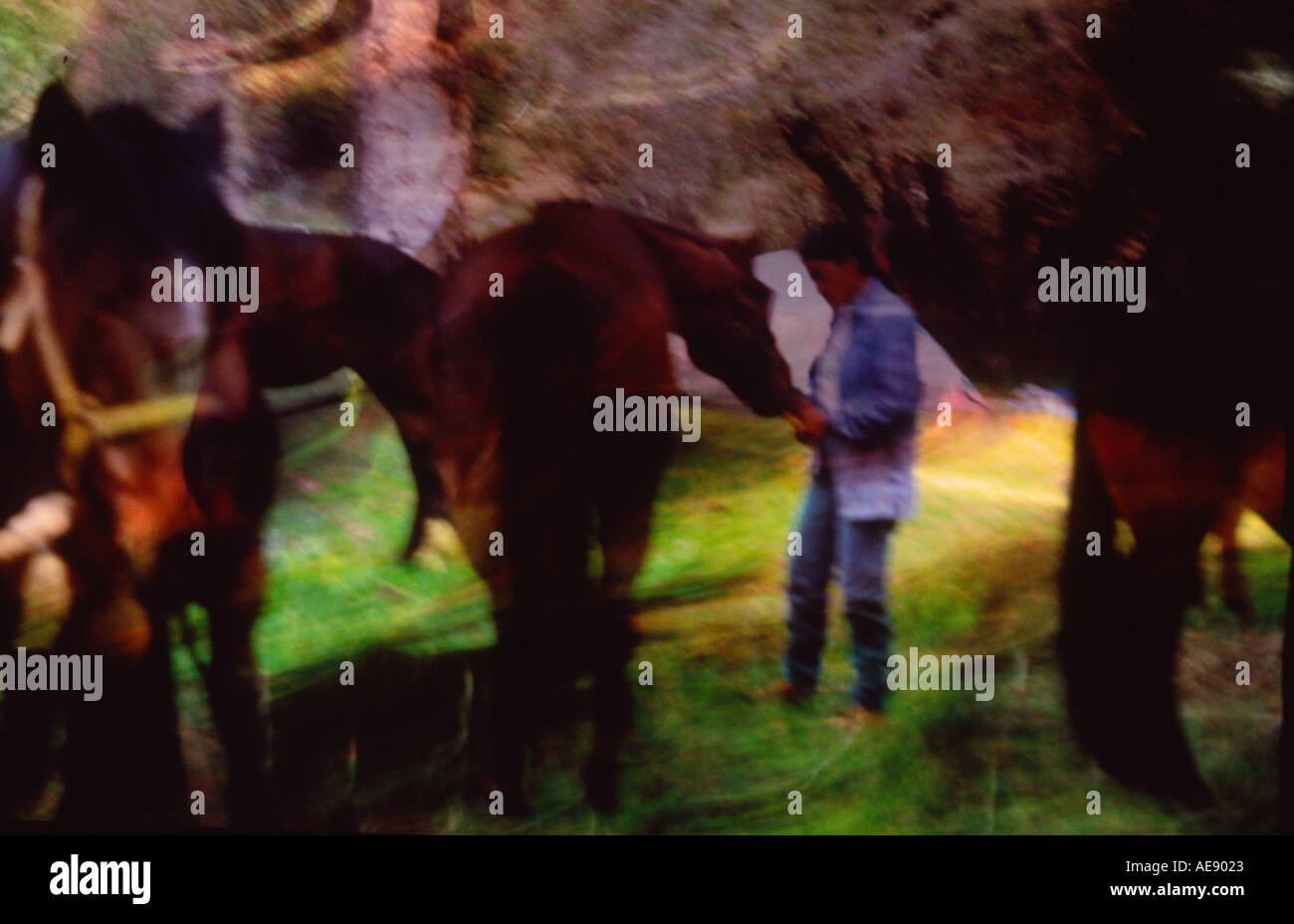 Native American woman feeding her horse Stock Photo - Alamy