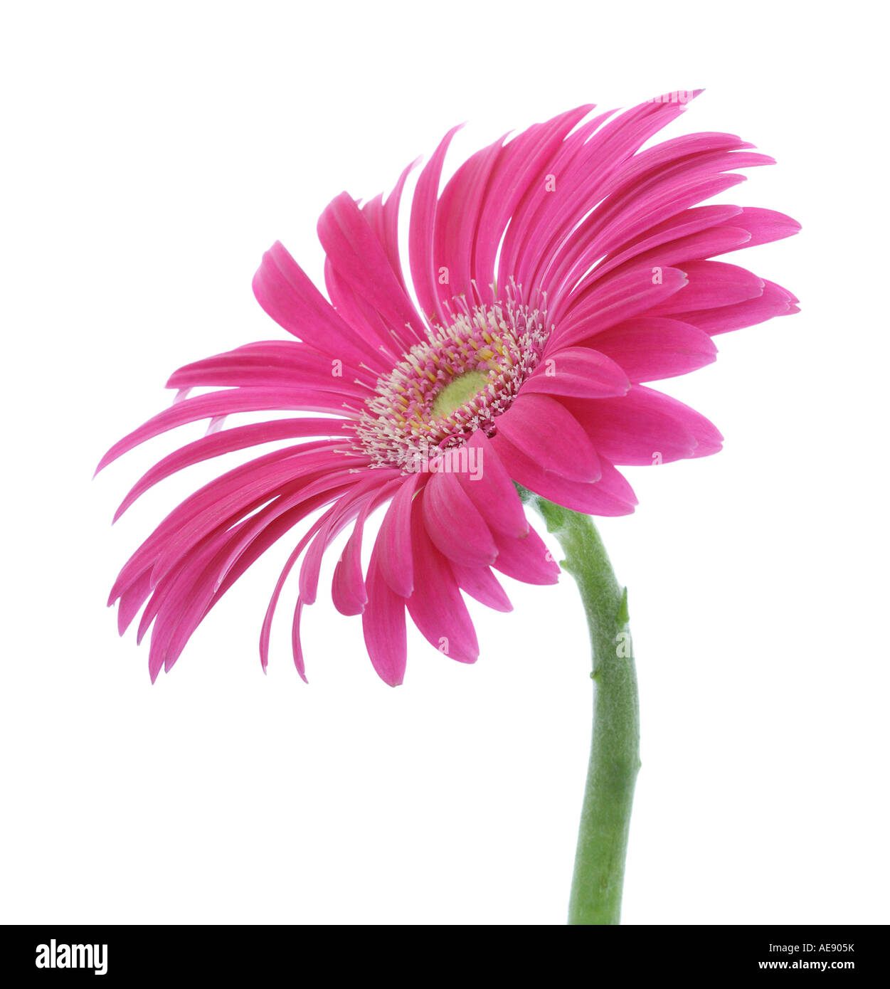 Hot pink daisy Cut Out Stock Images & Pictures - Alamy
