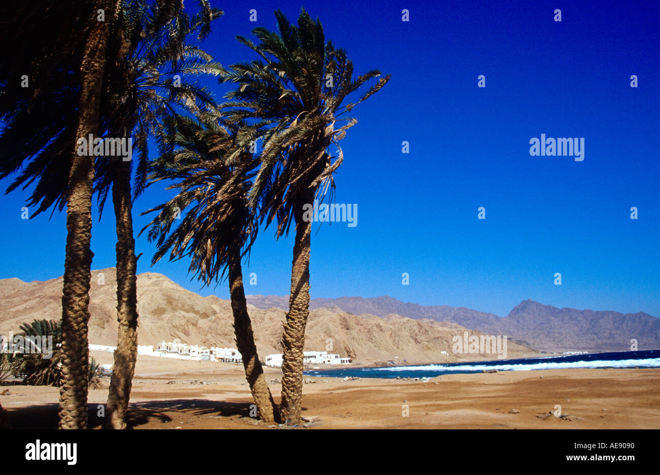 Egypt palm trees hi-res stock photography and images - Alamy