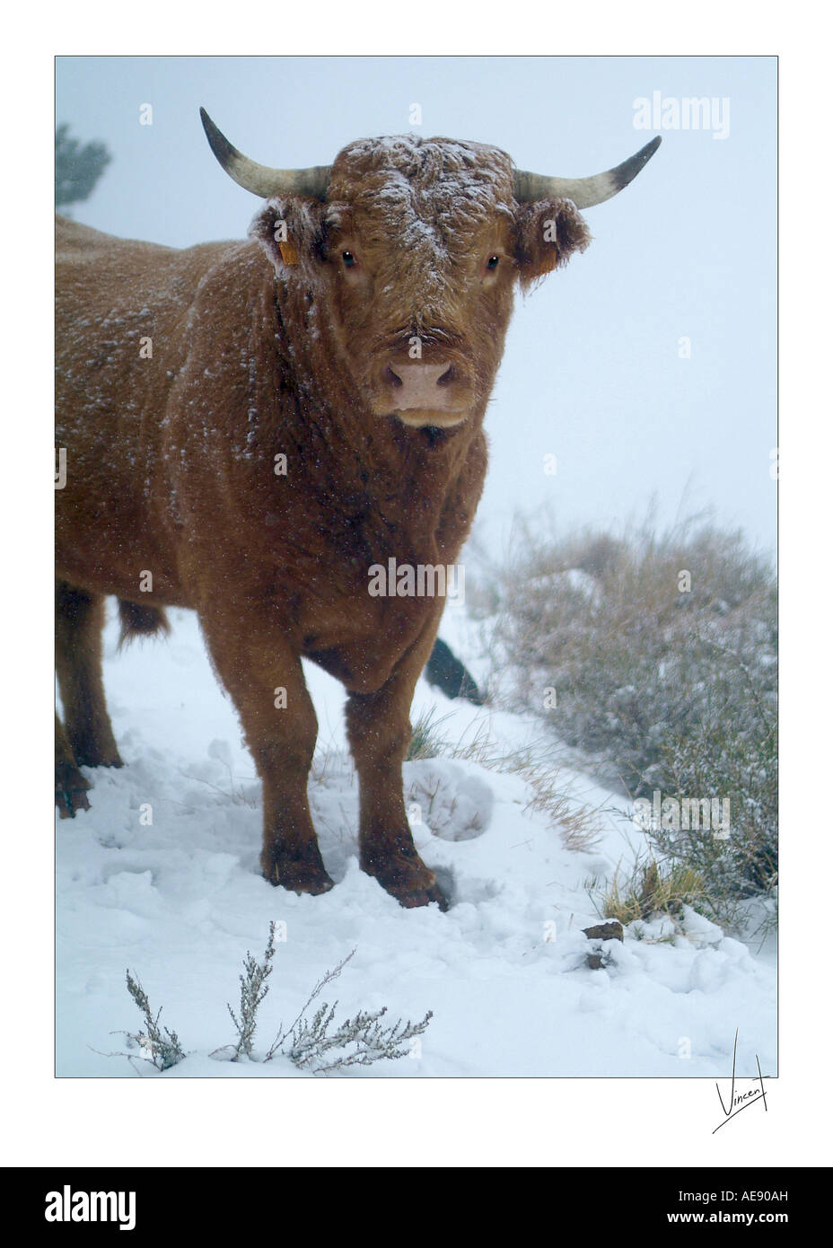 bull in snow, sierra nevada Stock Photo - Alamy