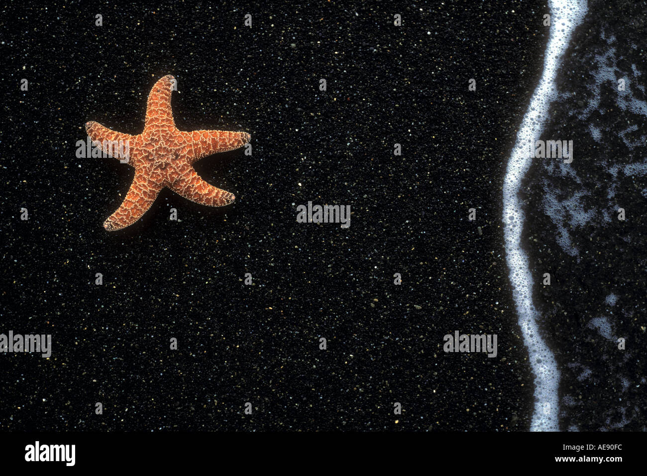 Starfish stranded on beach hi-res stock photography and images - Alamy