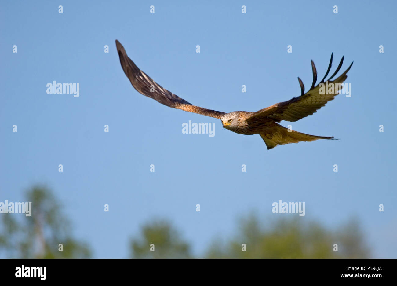 Red Kite in flight Stock Photo - Alamy