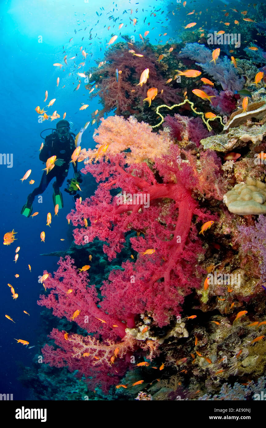 Wide angle photograph of rich healthy coral patch on sudaneese reef ...