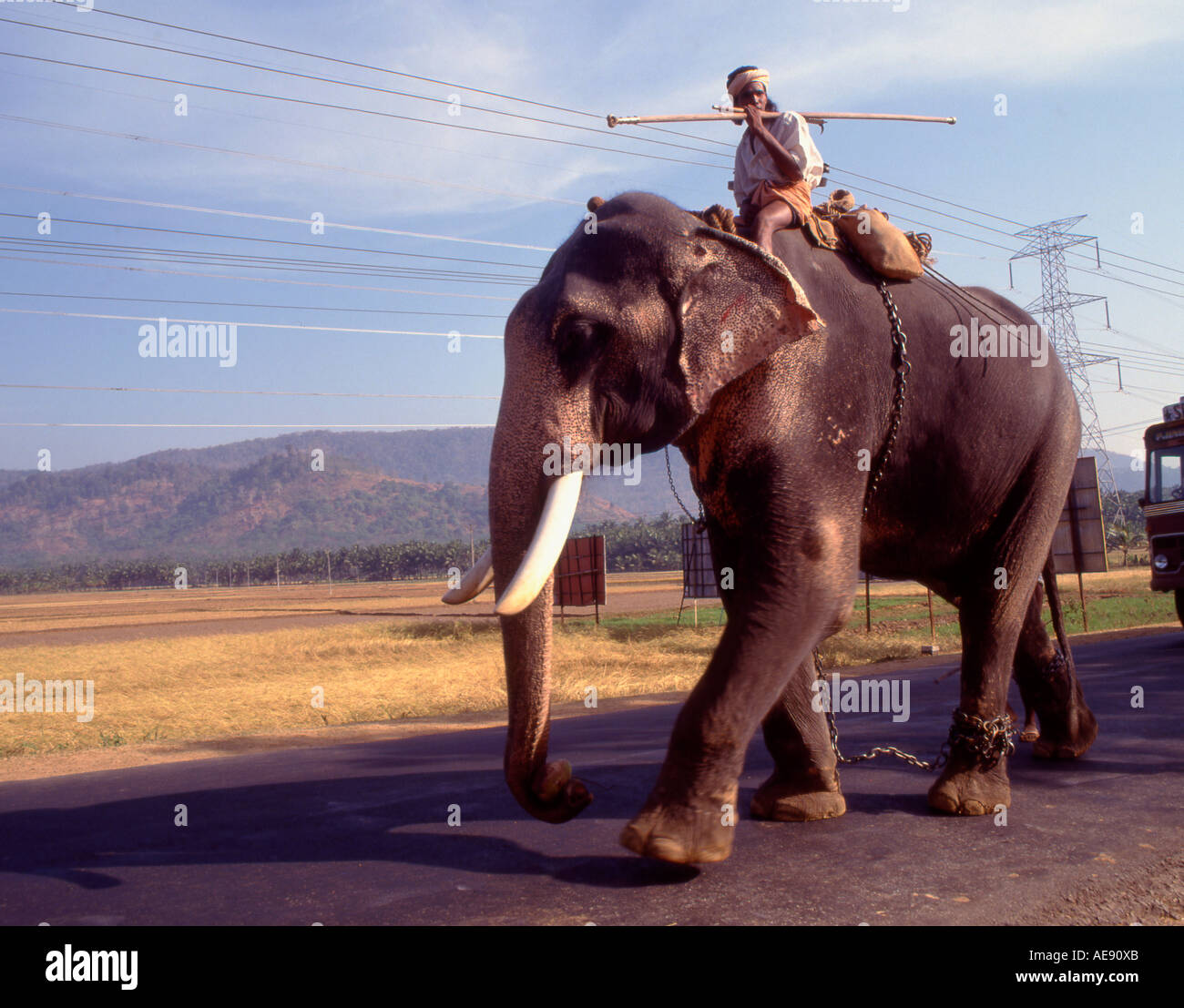 India Kerala domestic elephant on the road Stock Photo - Alamy