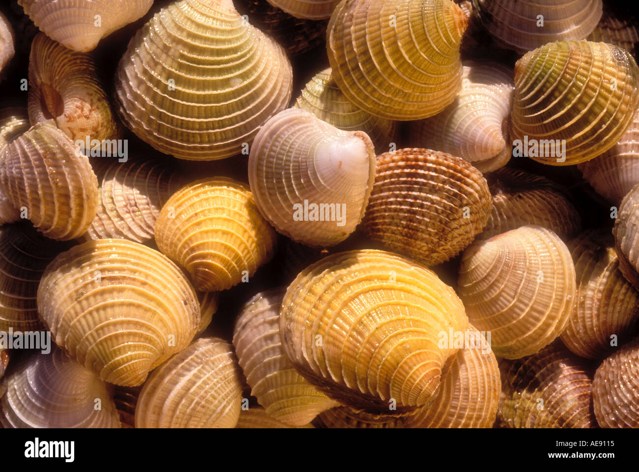 Group of clams Stock Photo - Alamy