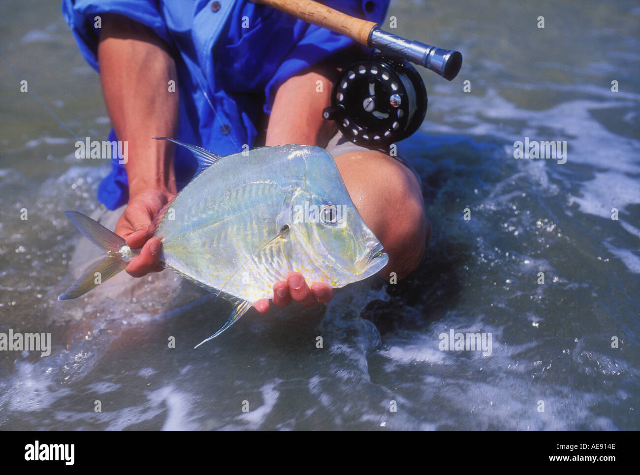 Lookdown Fish Stock Photos & Lookdown Fish Stock Images - Alamy
