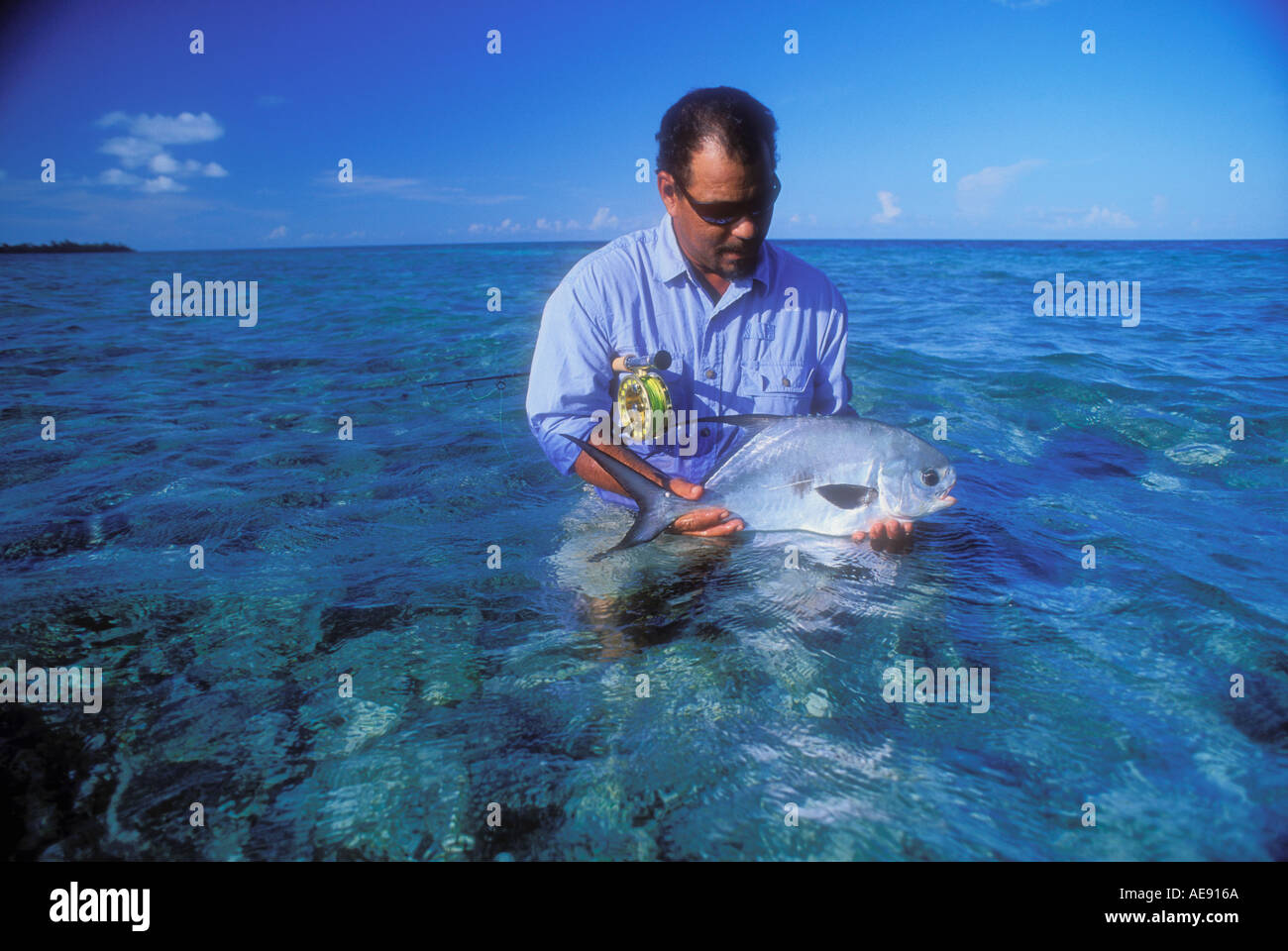 Permit fish hi-res stock photography and images - Alamy