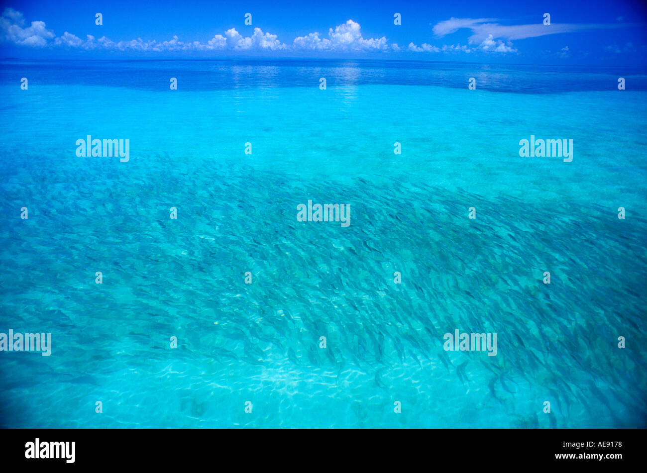 Large school of bonefish swimming in shallow water in Belize Caribbean ...