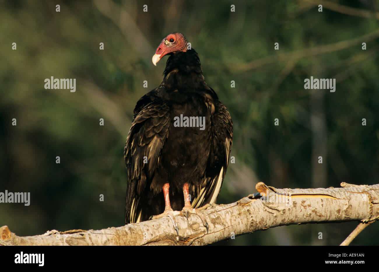 Turkey Vulture Cathartes aura adult Starr County Rio Grande Valley ...