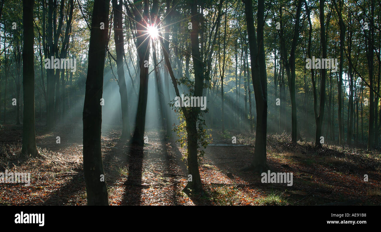 Sunlight through the woods hi-res stock photography and images - Alamy